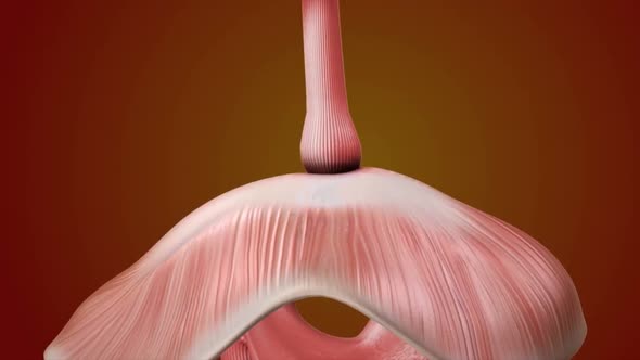 Treatment of Backflow Disease 3d animation, Motion Graphics | VideoHive