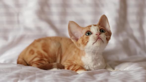 Funny Curious Young Red Ginger Devon Rex Kitten Sitting At Home Sofa ...