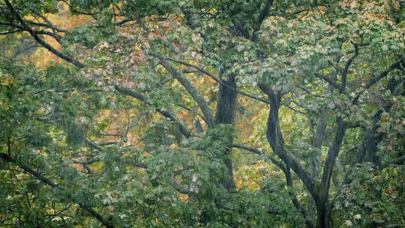 Trees In Heavy Rainfall, Stock Footage | VideoHive