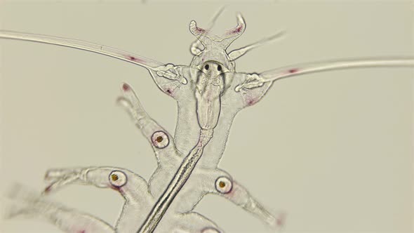 the Worm Polychaeta, Genus Tomopteris Under a Microscope, Holoplankton ...