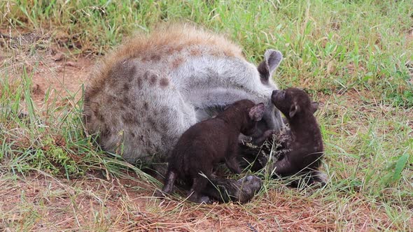 Adorable cute Spotted Hyena cubs on savanna with nurturing mother ...