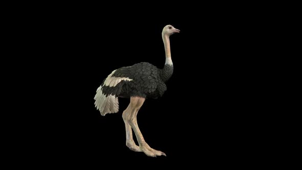 Ostrich Idle, Motion Graphics | VideoHive