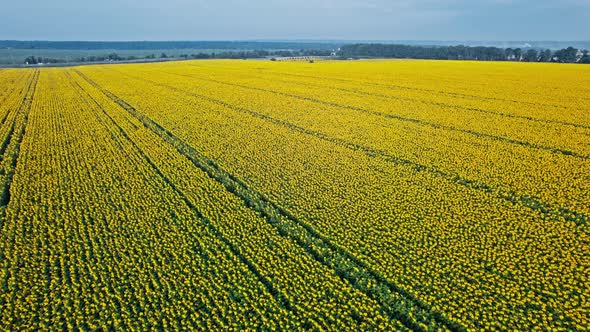 Yellow Farm Field with Sunflowers, Stock Footage | VideoHive