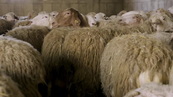 Sheep Livestock Farm Sheep Herd In A Barn, Stock Footage | VideoHive