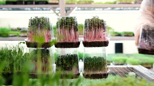 Closeup of Microgreens Being Packaged in Shipping Containers, Stock Footage