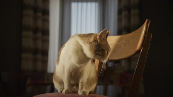 Curious Domestic Tabby Cat Jumping Off a Chair, Stock Footage | VideoHive