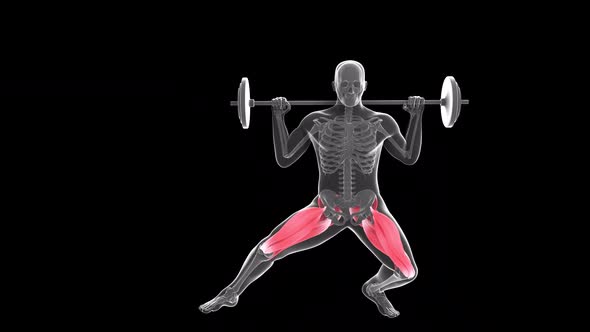 Barbell Lateral Lunges, Motion Graphics | VideoHive