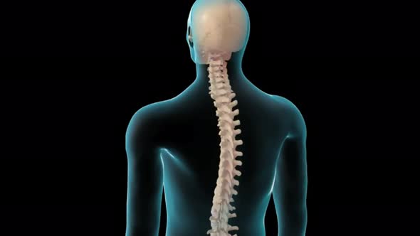 Human skeletal system, Cervical disc, Motion Graphics | VideoHive