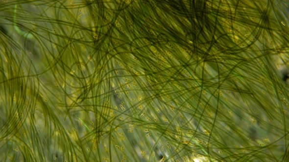 Green Algae of the Cyanobacteria Oscillatoria Under the Microscope, the ...