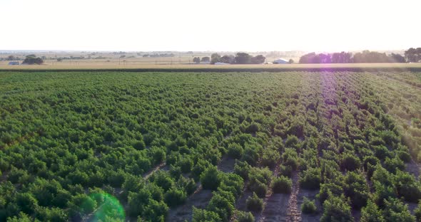 Hemp field during sunset take by drone in 4k., Stock Footage | VideoHive