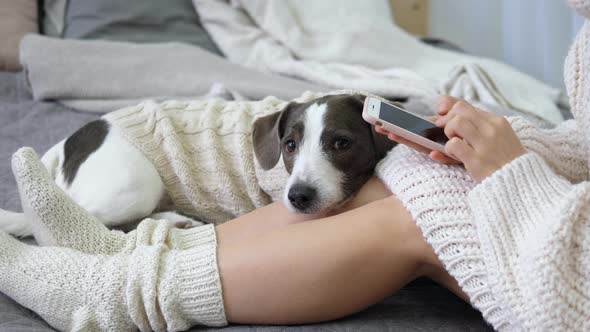 Animals, People, Technology, Cozy Lifestyle Concept, Woman Using Cell ...