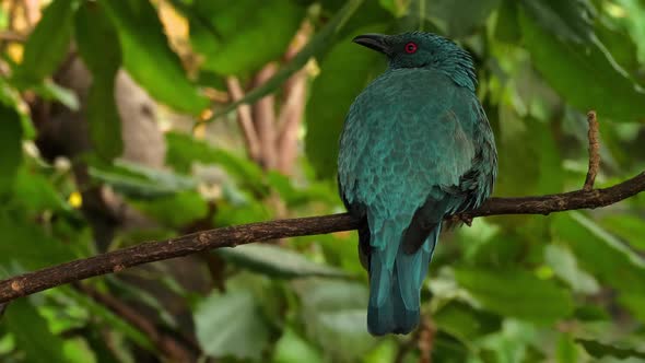 Blue Tropical Bird, Stock Footage | VideoHive