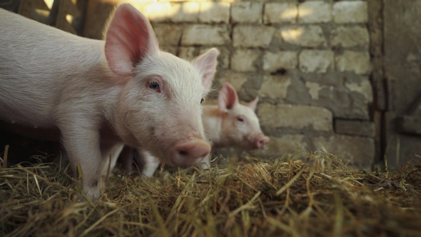 Four little shy pigs in a pigsty. pig farm, Stock Footage | VideoHive