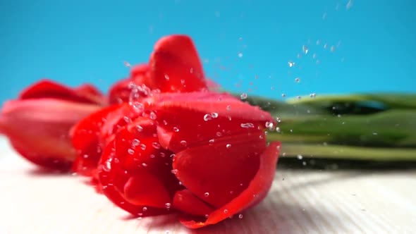 The Falling Tulips 3, Stock Footage | VideoHive