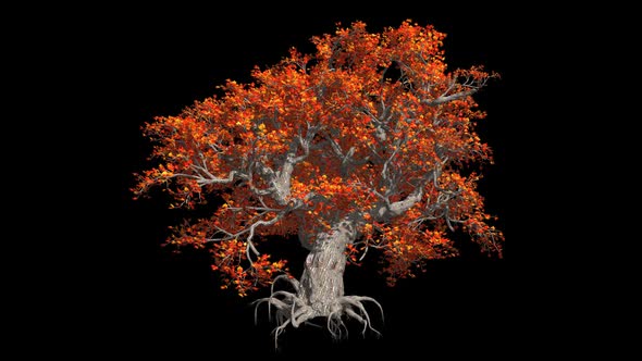 Fairy Tree, Motion Graphics | VideoHive