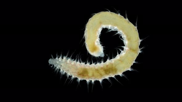 Worm Polychaeta Family Amphinomidae Under a Microscope, Stock Footage