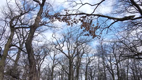 Forest with Trees Without Leaves During the Day, Stock Footage | VideoHive