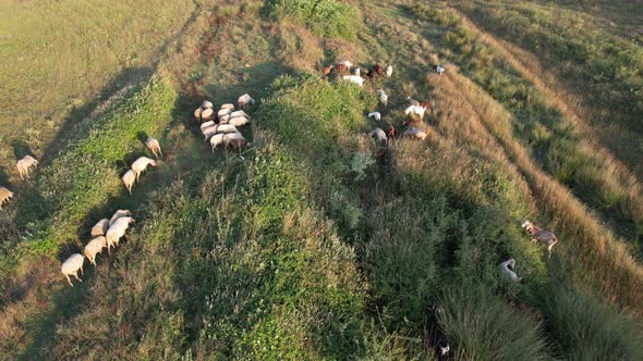 Aerial Herd of Sheep, Stock Footage | VideoHive