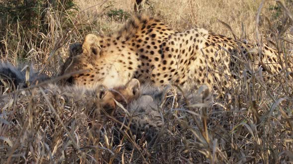 Adorable hungry cheetah cubs eat antelope hidden in grass with mom ...