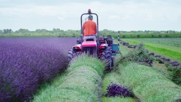 Tractor Cuts the Lavender Plants, Stock Footage | VideoHive