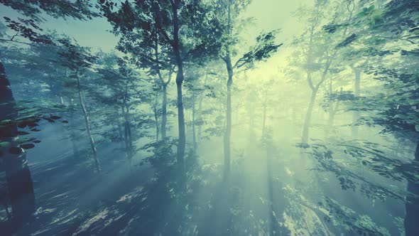 FPV Flight Scene of Cinematic Autumn Season Forest, Motion Graphics