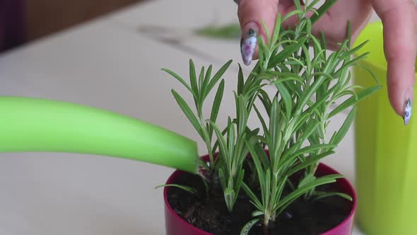 A Woman Waters Transplanted Rosemary Sprouts From A Watering Can ...