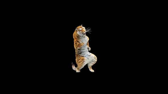 Tiger Dancing HD, Motion Graphics | VideoHive