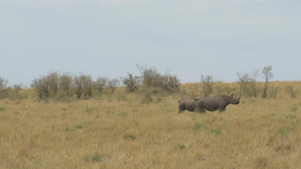 Two rhinoceroses running, Stock Footage | VideoHive
