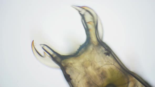 Aquatic Insect Larvae Through A Powerful Microscope, Stock Footage