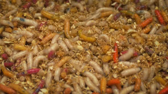 Colorful Fishing Tackle Maggots Moving Around, Stock Footage | VideoHive