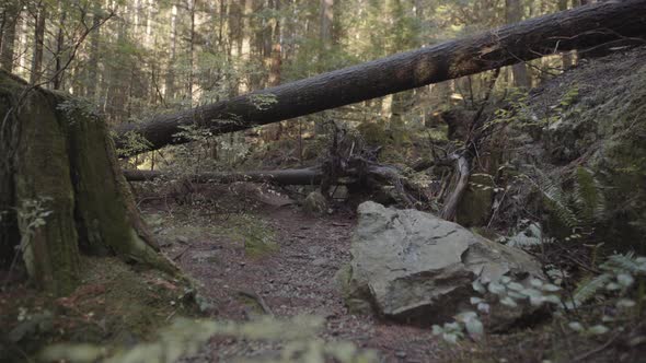 Fallen dead trees in Evergreen forest, Stock Footage | VideoHive
