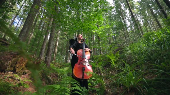 Pretty female with stringed instrument. Large cello in woman's hands in ...