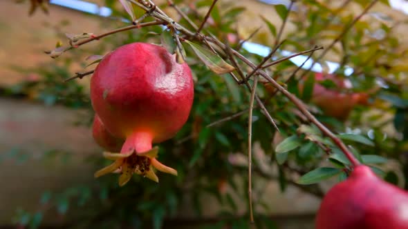 Closeup of Small Pomegranate Fruits, Stock Footage | VideoHive