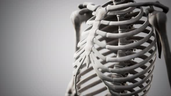 Full Human Skeleton Standing, Motion Graphics | VideoHive