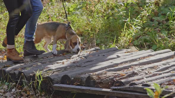 Dog crossing bridge near it's owners, Stock Footage | VideoHive