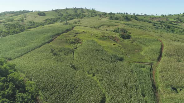 Corn Plantations Philippines, Stock Footage | VideoHive