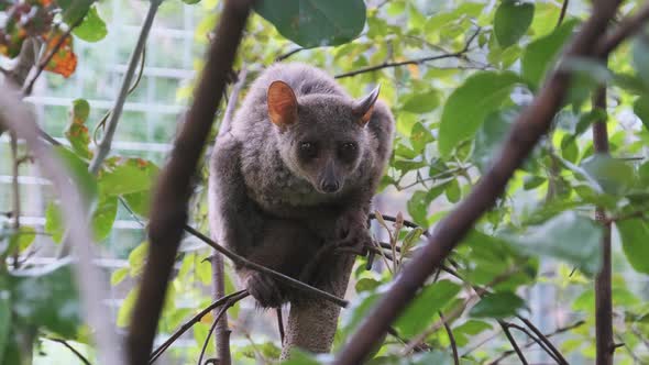 Greater Bushbaby Galago Sits on Green Branch in the Day Forest Zanzibar ...