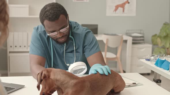 Doctor Examining Dachshund, Stock Footage | VideoHive