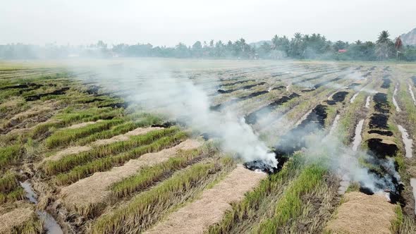 Open burning at rice paddy field pollute , Stock Footage | VideoHive