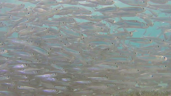 Hardyhead Fish Silverside, Stock Footage | VideoHive