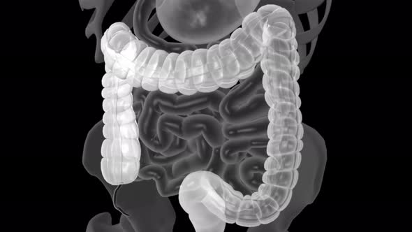 Digestive system, large intestine, Motion Graphics | VideoHive