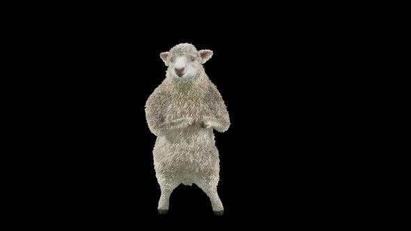 12 Sheep Dancing HD, Motion Graphics | VideoHive