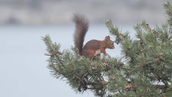 Swedish Squirrel, Stock Footage | VideoHive