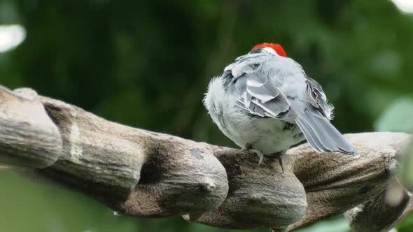 Close up macro shot of red-cowled cardinal scratching left wing, Stock ...