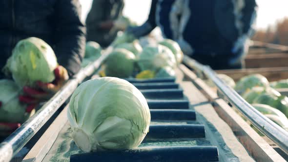Conveyor Belt with Harvested Cabbage Getting Removed From It, Stock Footage