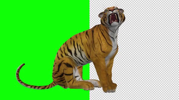 Tiger - Seating and Roaring Loop - Transparent and Green Screen, Motion ...