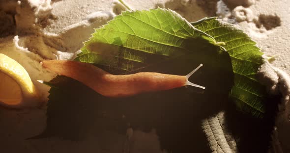 Homeless Brown Snail That Crawls Slowly on the Sand and Natural Leaves ...