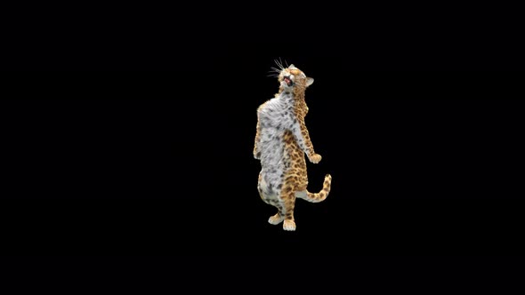 Leopard Dancing 4K, Motion Graphics | VideoHive