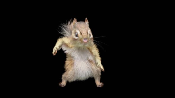 Chipmunk Dancing HD, Motion Graphics | VideoHive