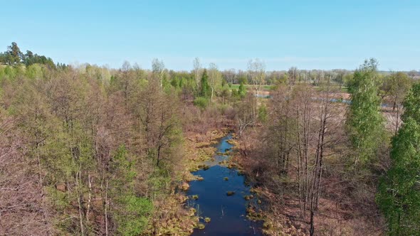 A Huge Thicket of Coniferous Green Forest and Flooded Field, Stock Footage